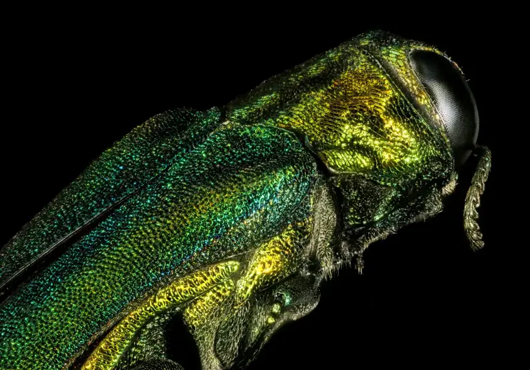 The invasive insect threatening ash trees across the Midwest – and how ...