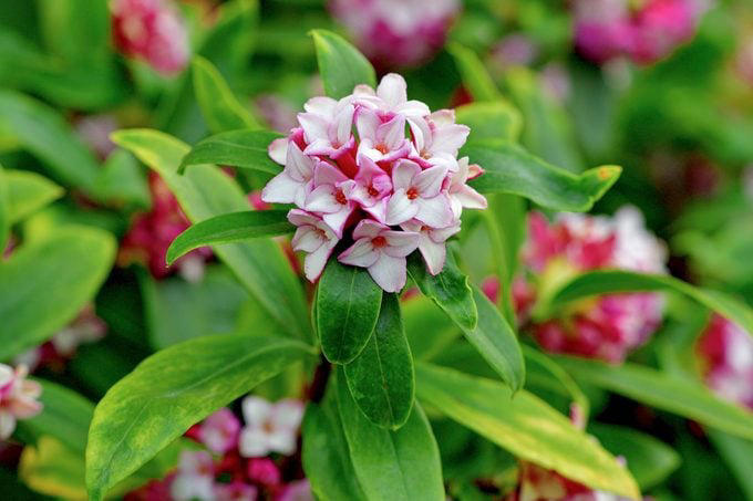 Top 10 fragrant flowers for floral scent lovers