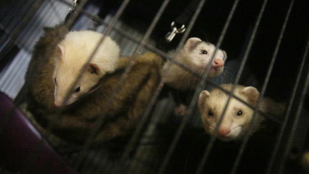 Making life magical for your ferret