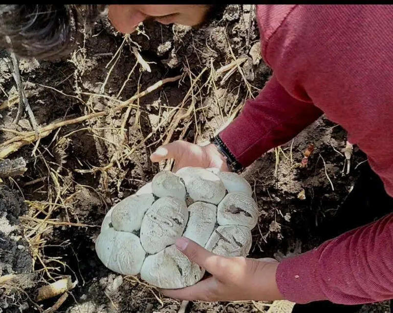 Seven-foot python, 10 eggs saved from Chandur Rly farm