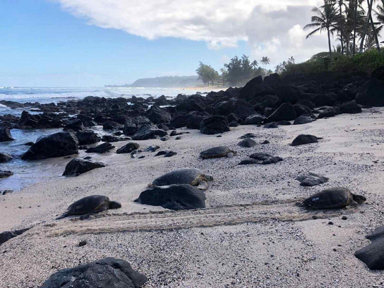 Hawaiians thought these sea turtles had graffiti on their backs. It led ...