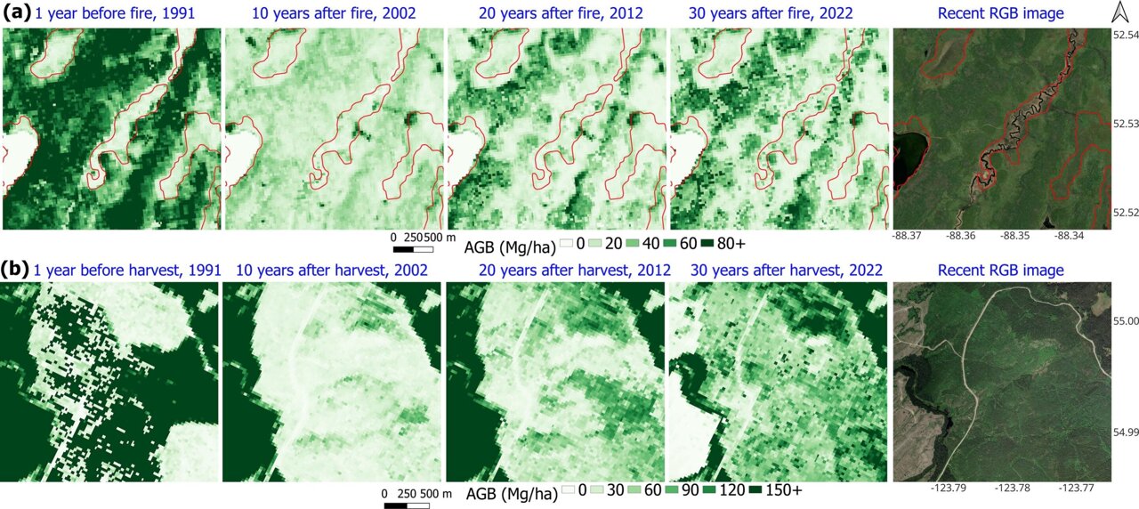 Biologists improve biomass mapping tools to better track carbon storage