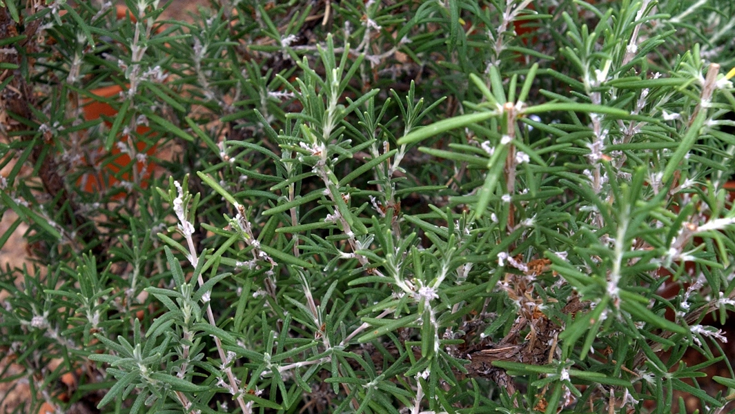 Basil and rosemary growing made simple