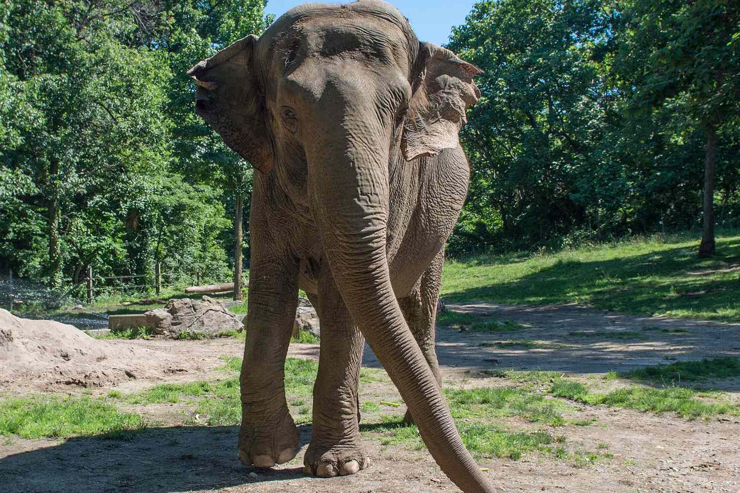 Happy, the first zoo elephant to pass a self-recognition test ...