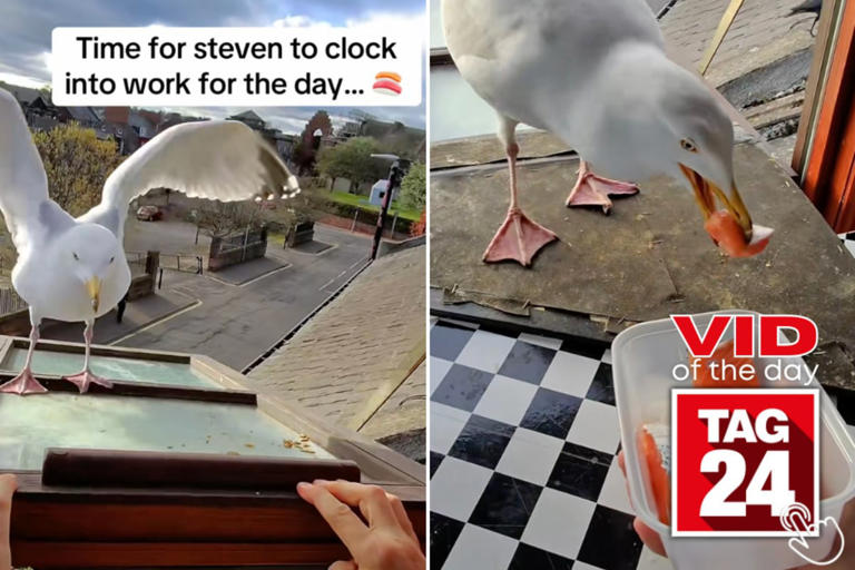 Viral video of the day for May 28, 2026: Seagull obediently follows ...