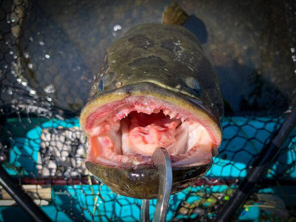 Dangerous invasive fish that can 'walk on land' found in New York lake