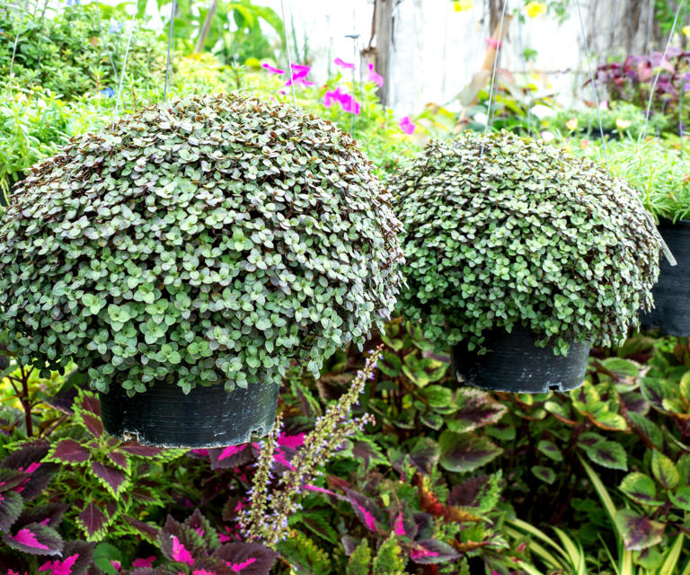 Stop hanging baskets so high – this visual trick creates a ‘floating ...