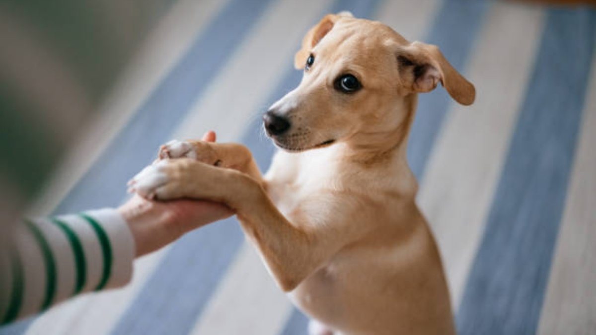 Why your dog gives you his paw without you asking: The meaning ...