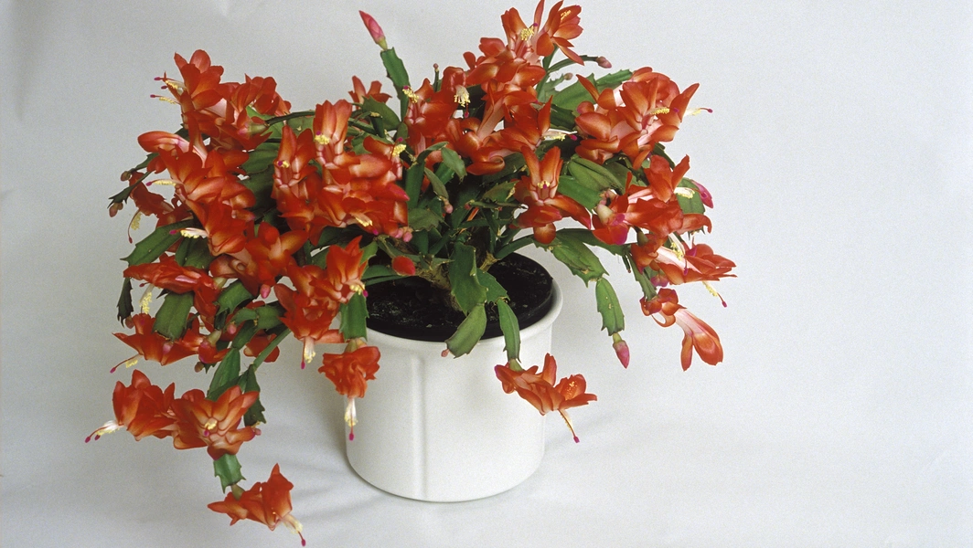 Christmas cactus care tips for stunning winter blooms