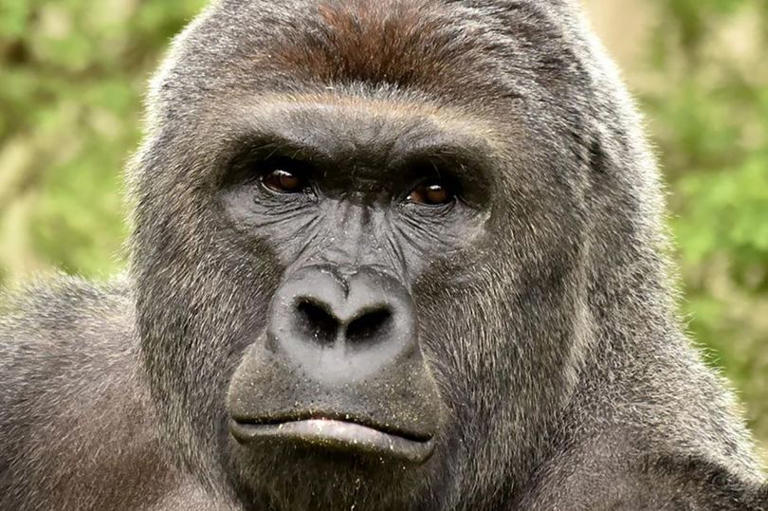 White House pays bizarre tribute to 'true patriot' gorilla whose death ...