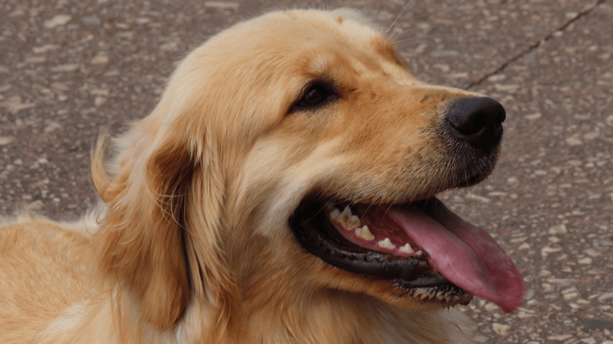Veterinarians explain how dogs behave before they die: 10 signs you ...