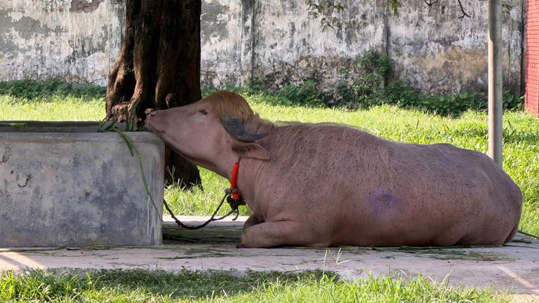 Donald Trump look-alike buffalo spared from sacrifice after internet fame