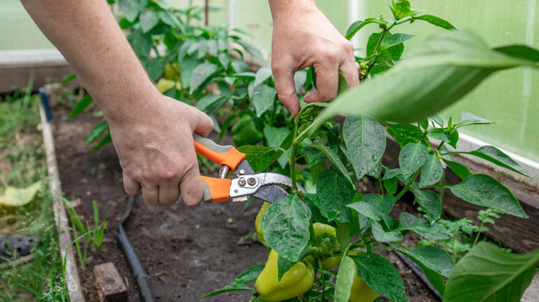 How to prune peppers in late spring for a stronger, fuller plant all summer
