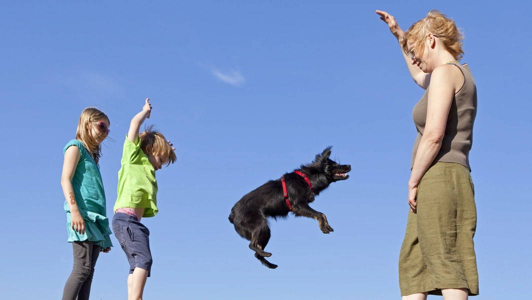 Viral dog tales blend humor, heart, and hints of genius