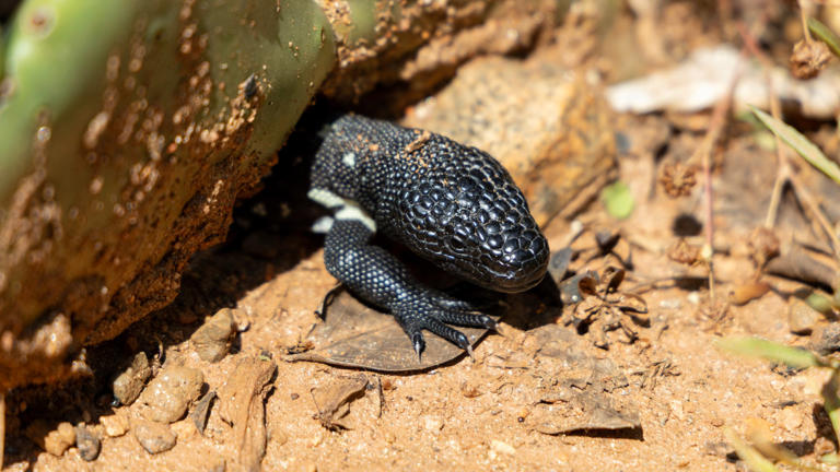 Zoo Atlanta welcomes two of the world’s rarest reptiles