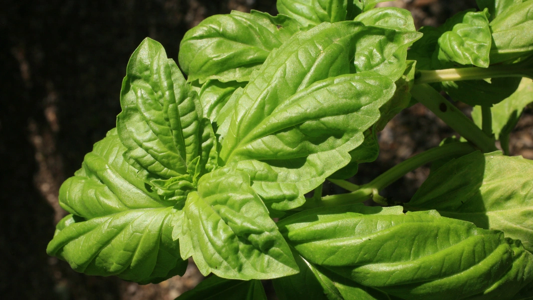 Basil and rosemary growing made simple