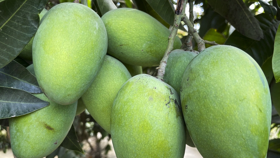 Malihabad’s mango magic that rules the world