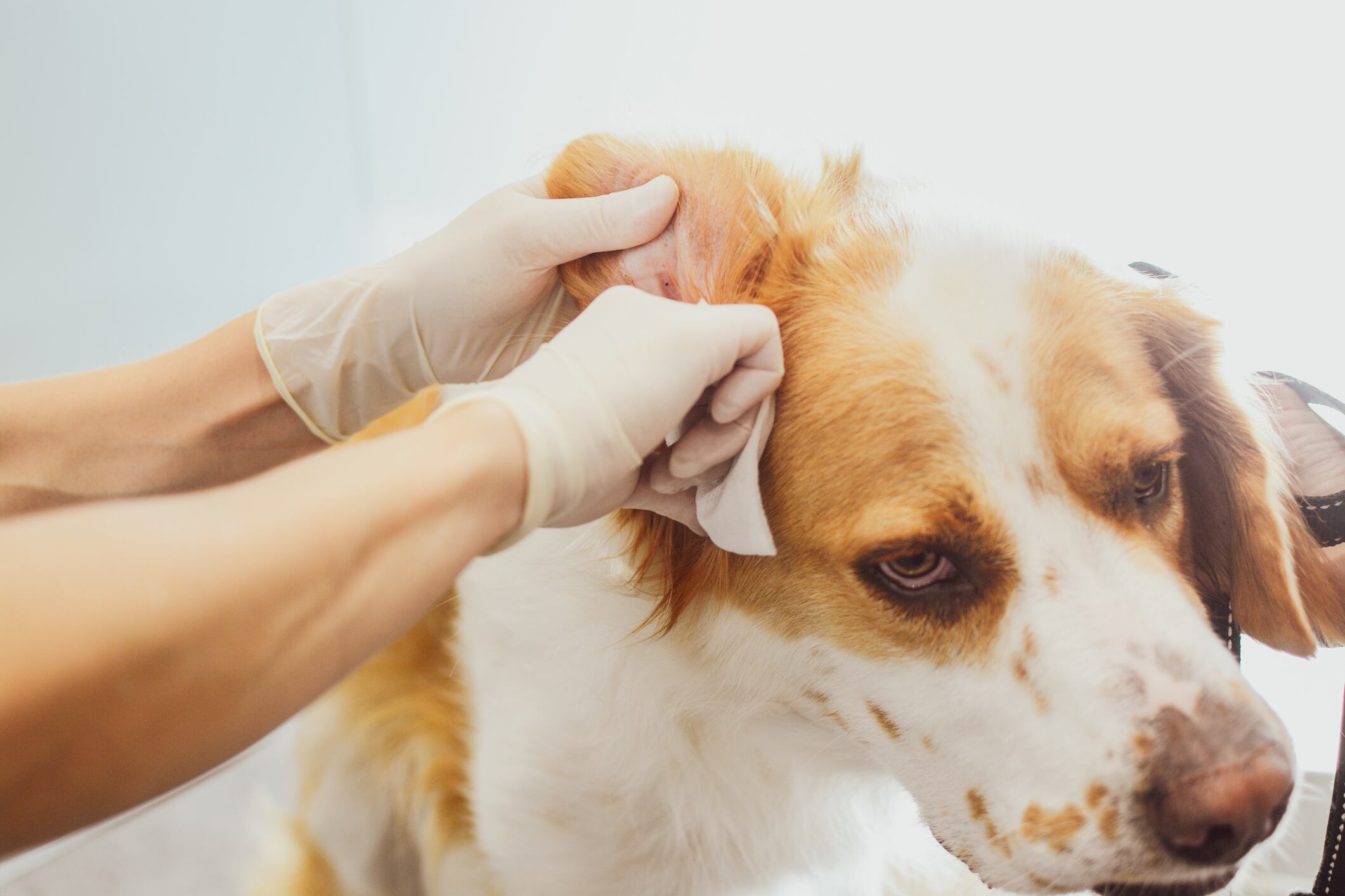Así es como se deben limpiar las orejas de su perro, según expertos