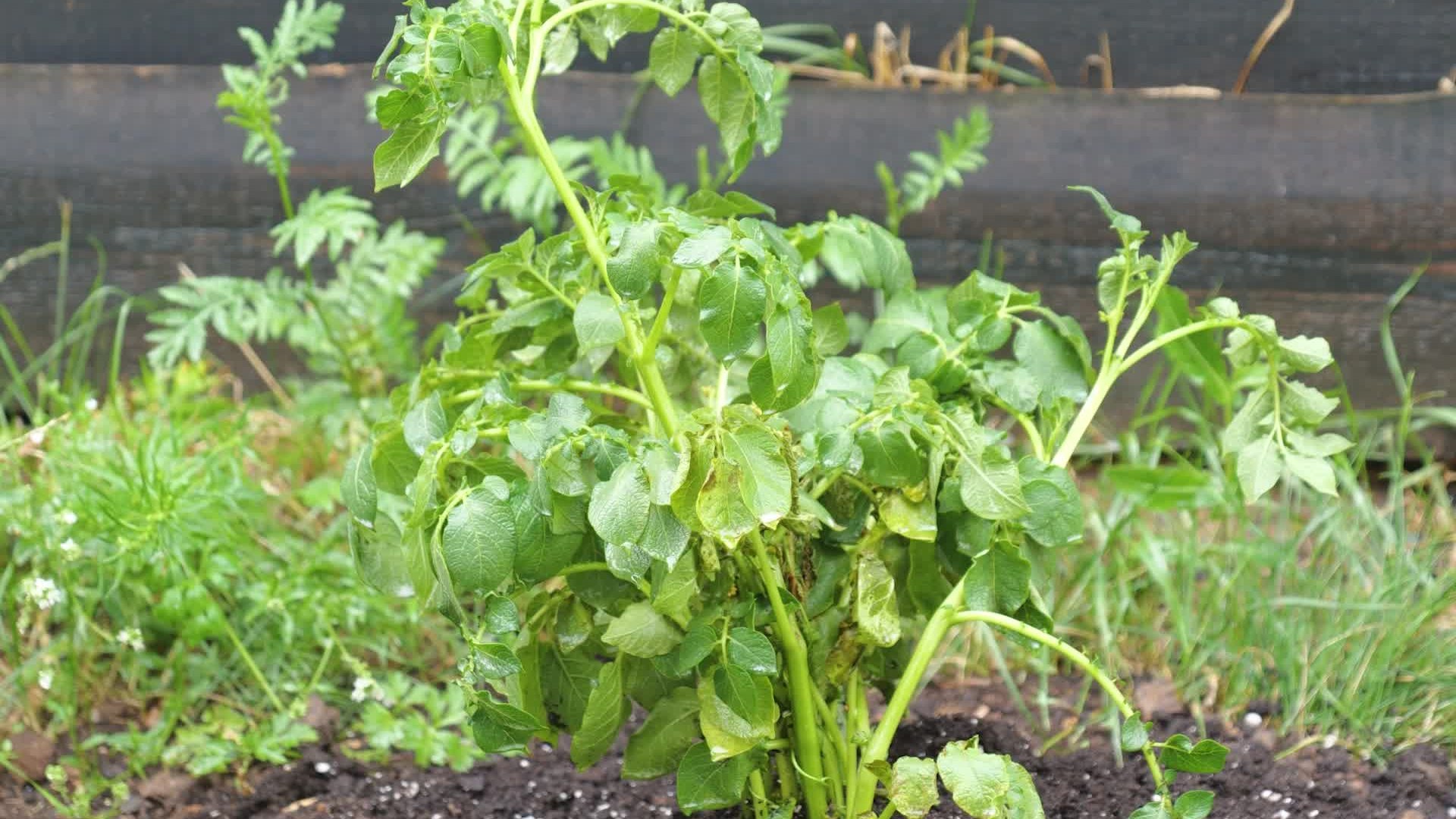 Transform your garden with these simple and effective tips
