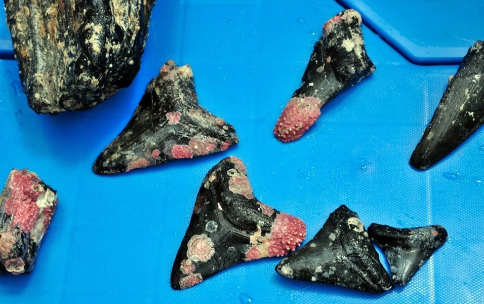 Diver finds rare 7-inch megalodon tooth off NC coast