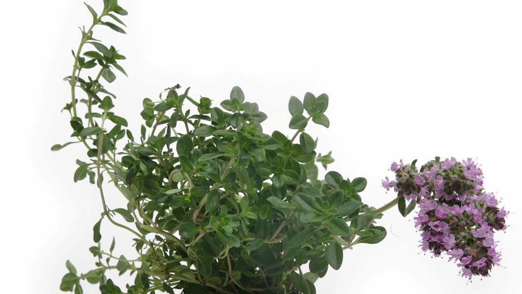 Creeping thyme secrets for a dreamy garden