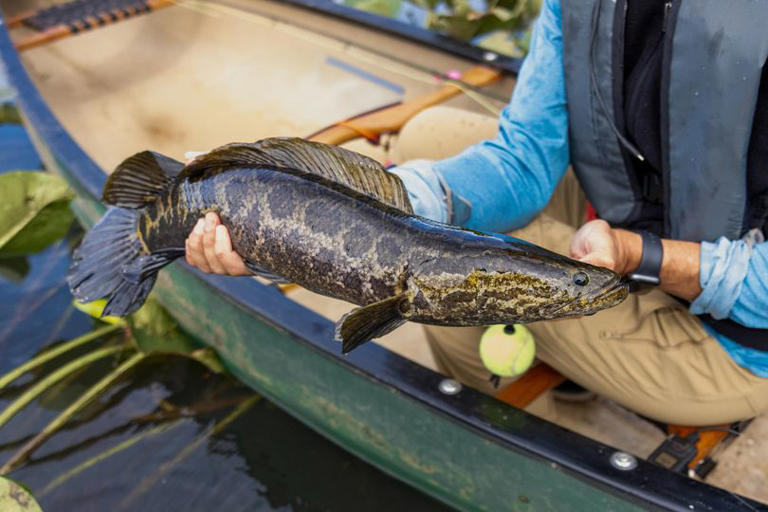 Invasive fish that can 'walk across the road' found in New York lake