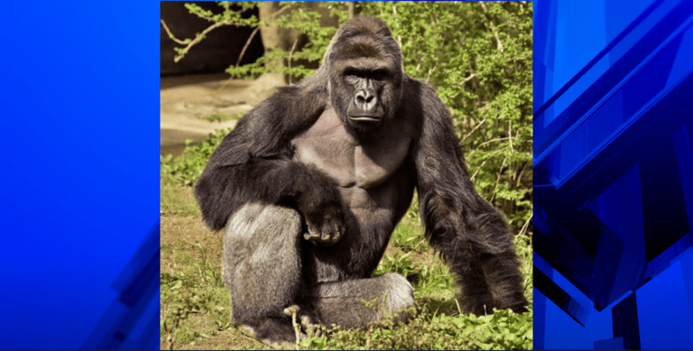 Harambe remembered: Gorilla’s death unites nation, sparks memes 10 ...