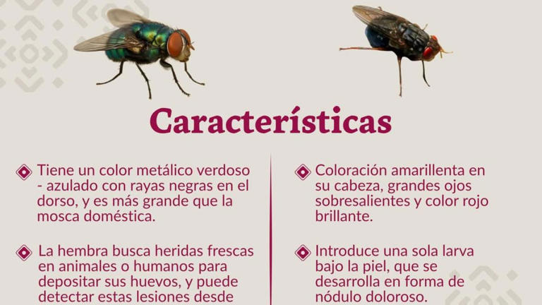 Gusano barrenador en CDMX: fotos de la larva para identificarla