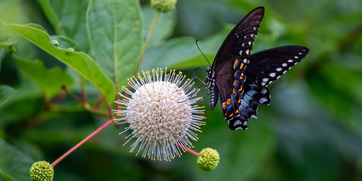 This fast-growing native shrub is a pollinator magnet—with the cutest name