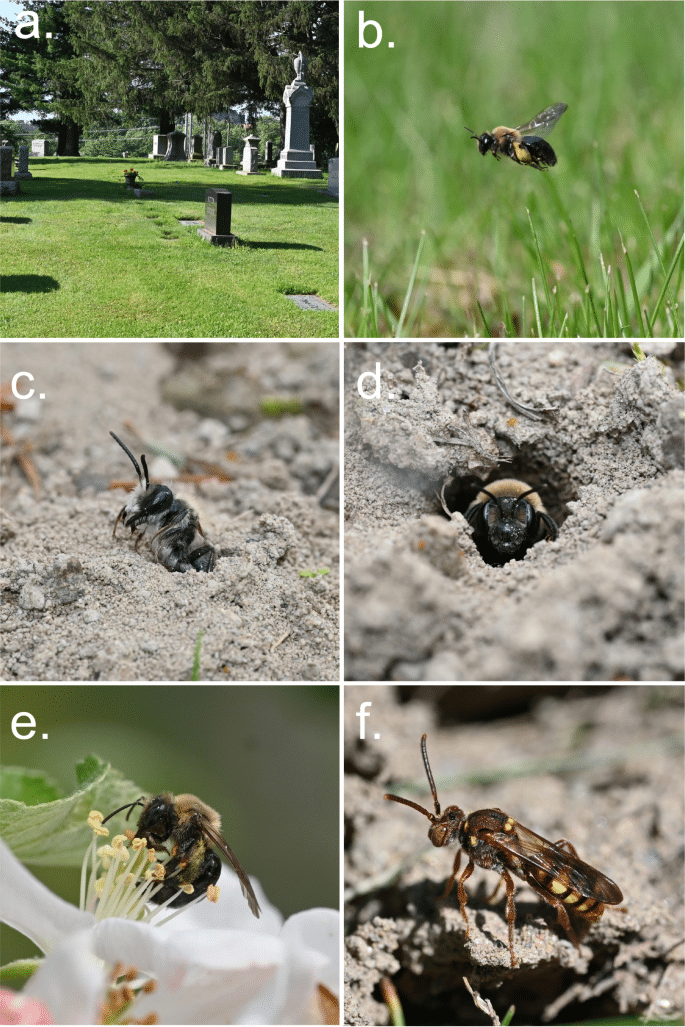 Scientists found 5.5 million bees hidden beneath a New York cemetery in ...