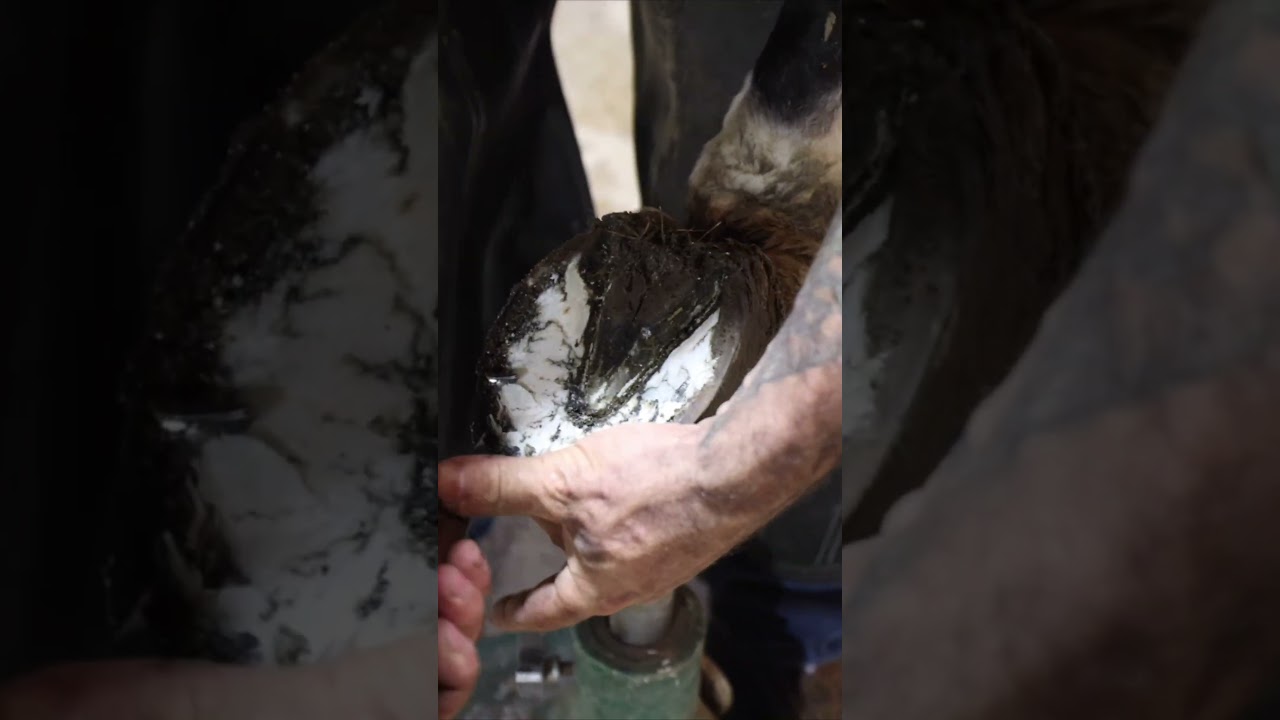 Satisfying white hoof trim
