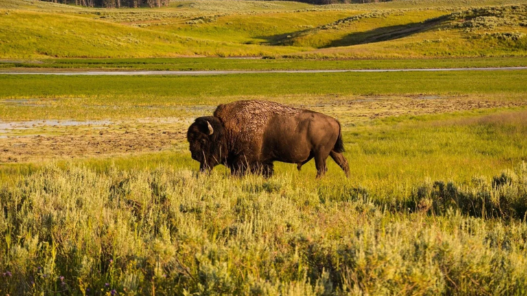 Federal move could remove hundreds of Montana bison from public land ...