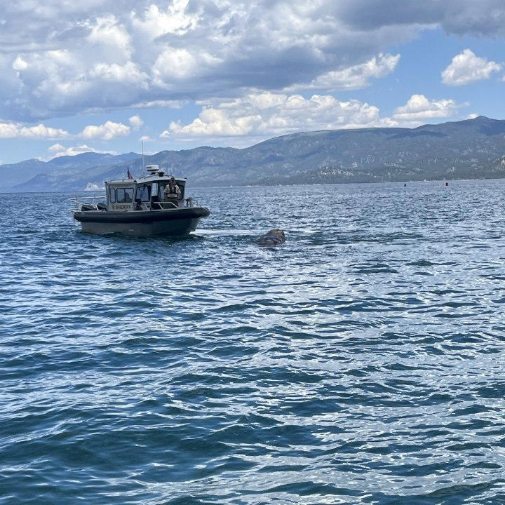 A 50-foot log removed from Tahoe Keys Homeowners Channel