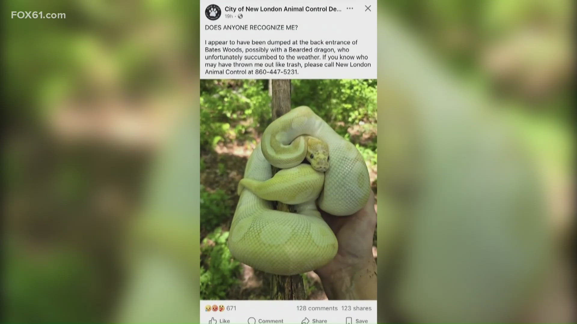New London Animal Control seeking to find whoever abandoned ball python ...