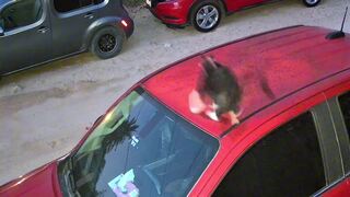 Cat slips jumping onto car
