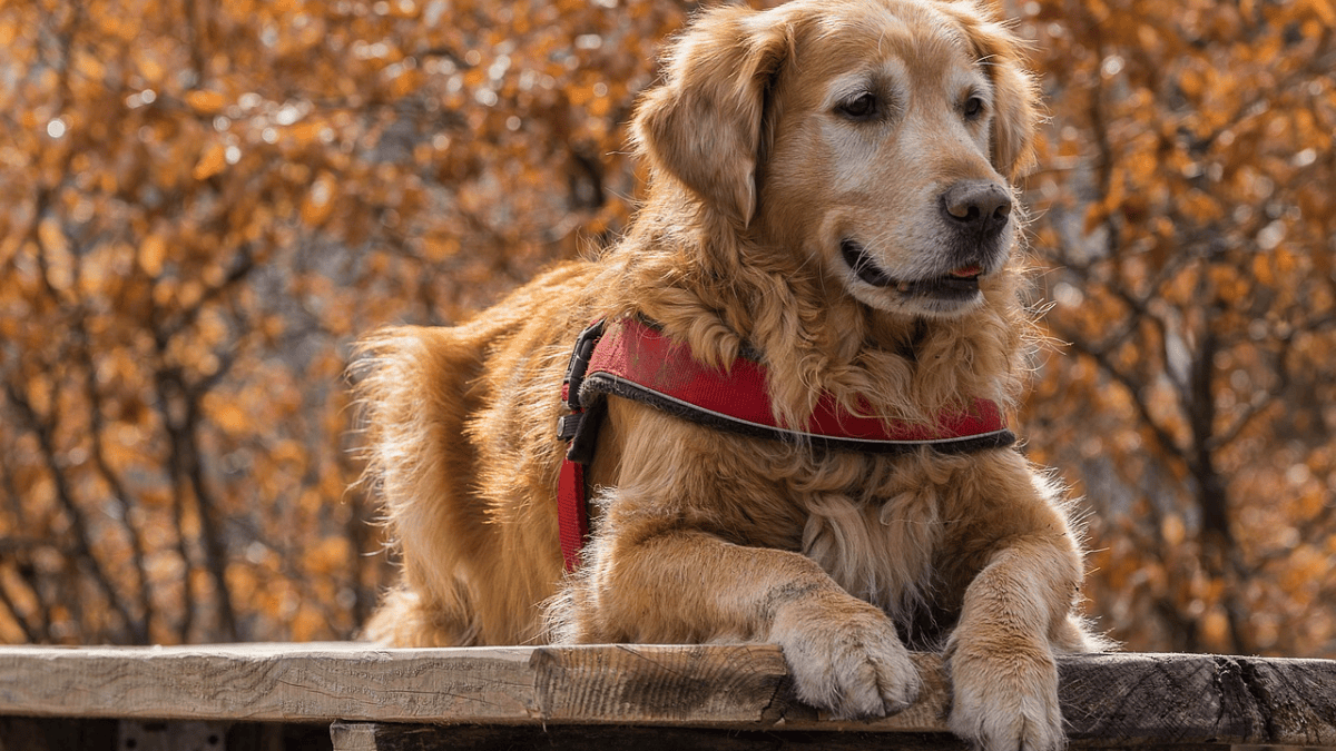 Do you prefer big or small dogs? Here's what your choice says about ...