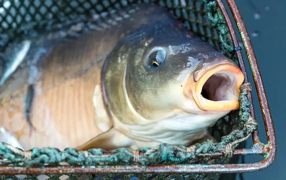 Australians urged to eat invasive carp to curb waterway damage