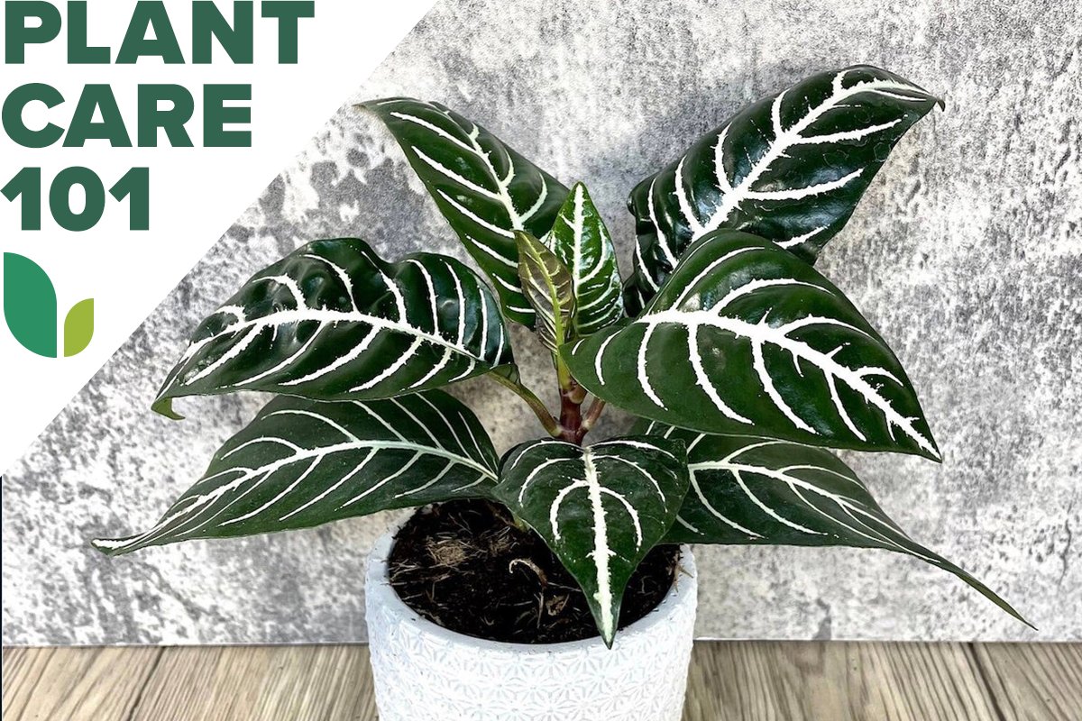 How to grow zebra plant