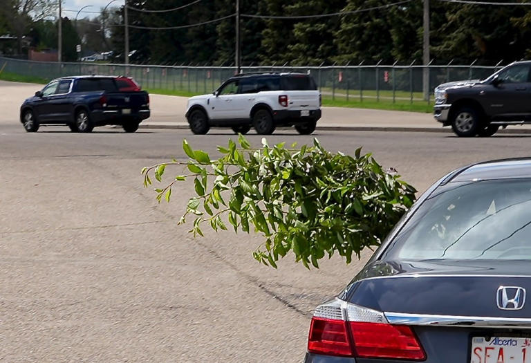 How Medicine Hat is growing its urban forest on the hot, dry prairie