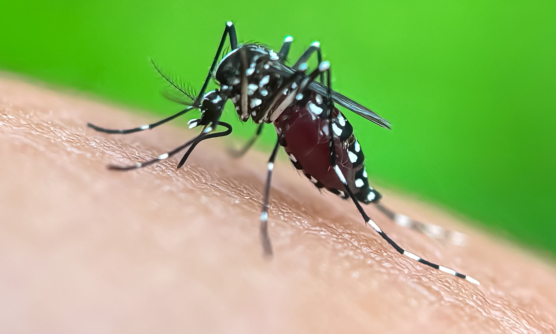 Mosquitoes can learn to love the smell of insect repellent, scientists find
