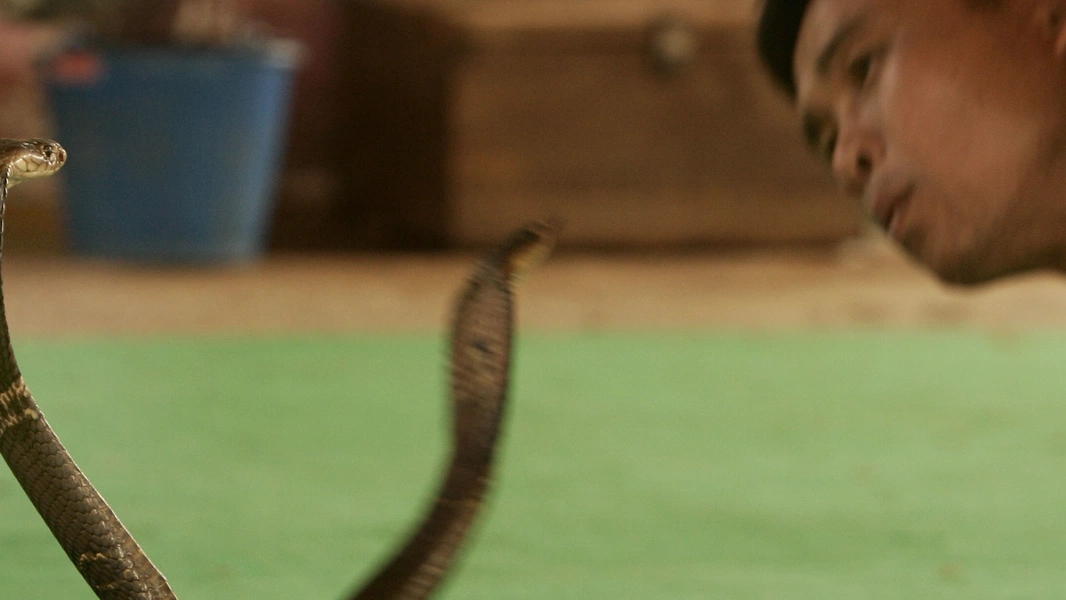 Experts urge removing prey to prevent king cobra visits