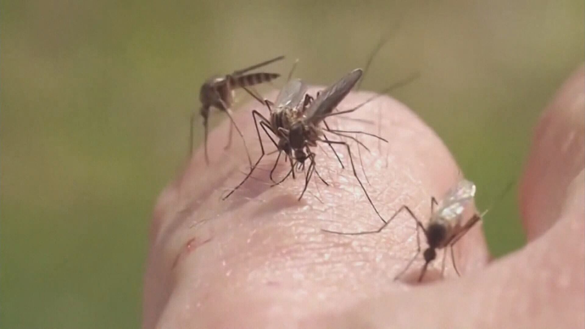 An extended mosquito season
