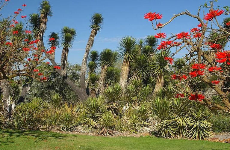 Looking for something different in San Diego? This hidden desert garden ...