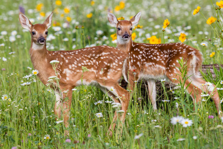 Driver rescues baby deer from road, one fawn forms unexpected bond with him