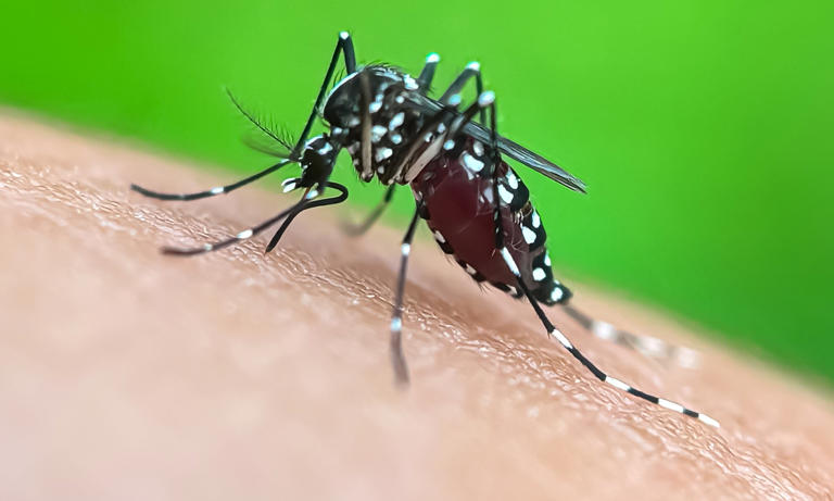 Mosquitoes can learn to love the smell of insect repellent, scientists find