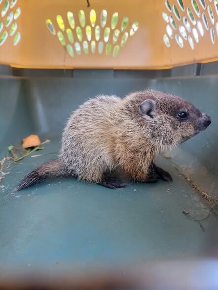 Officials rescue groundhog in Ledyard