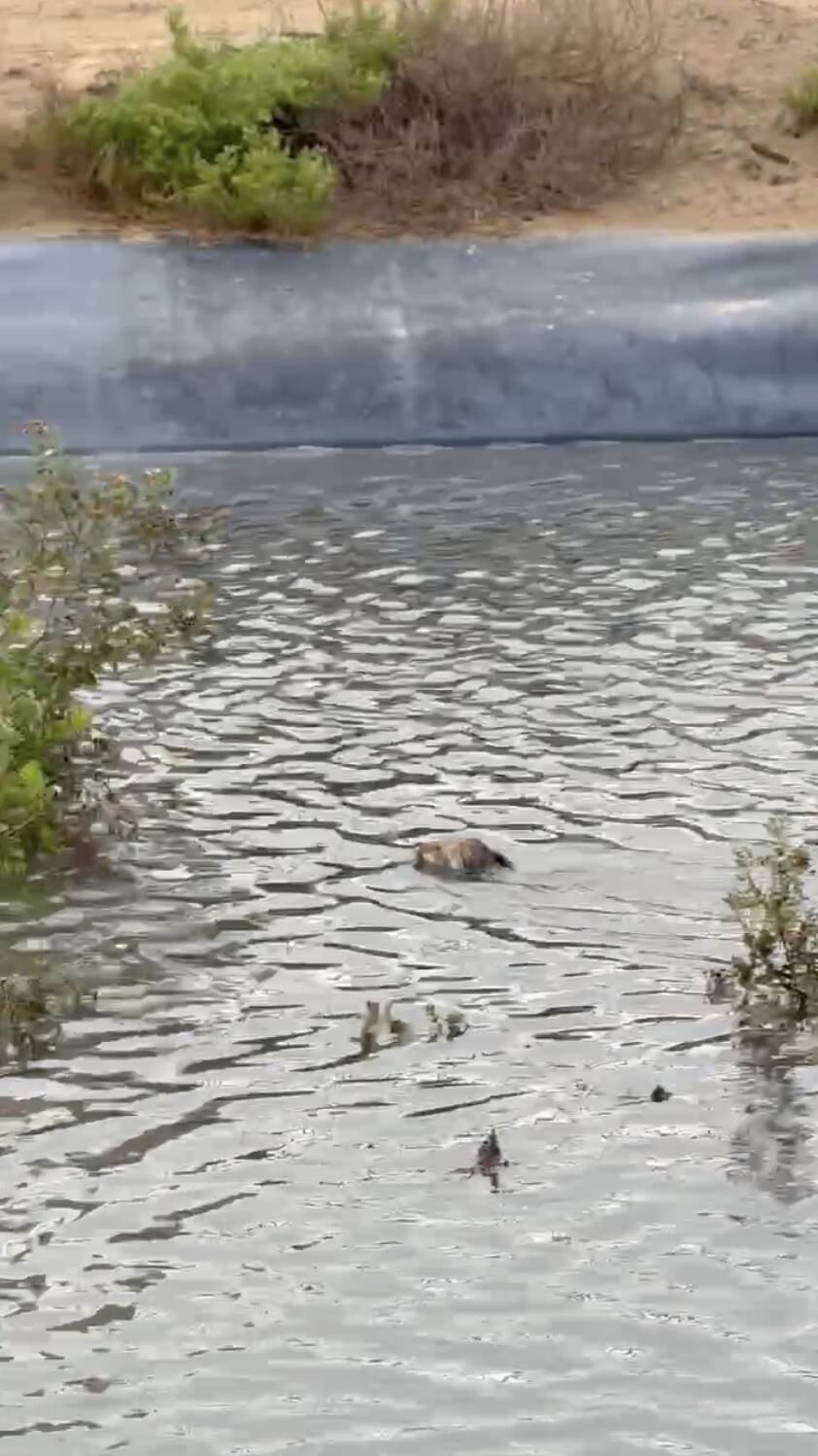 Rescuer spots a tiny head bobbing in flooded construction site and jumps in
