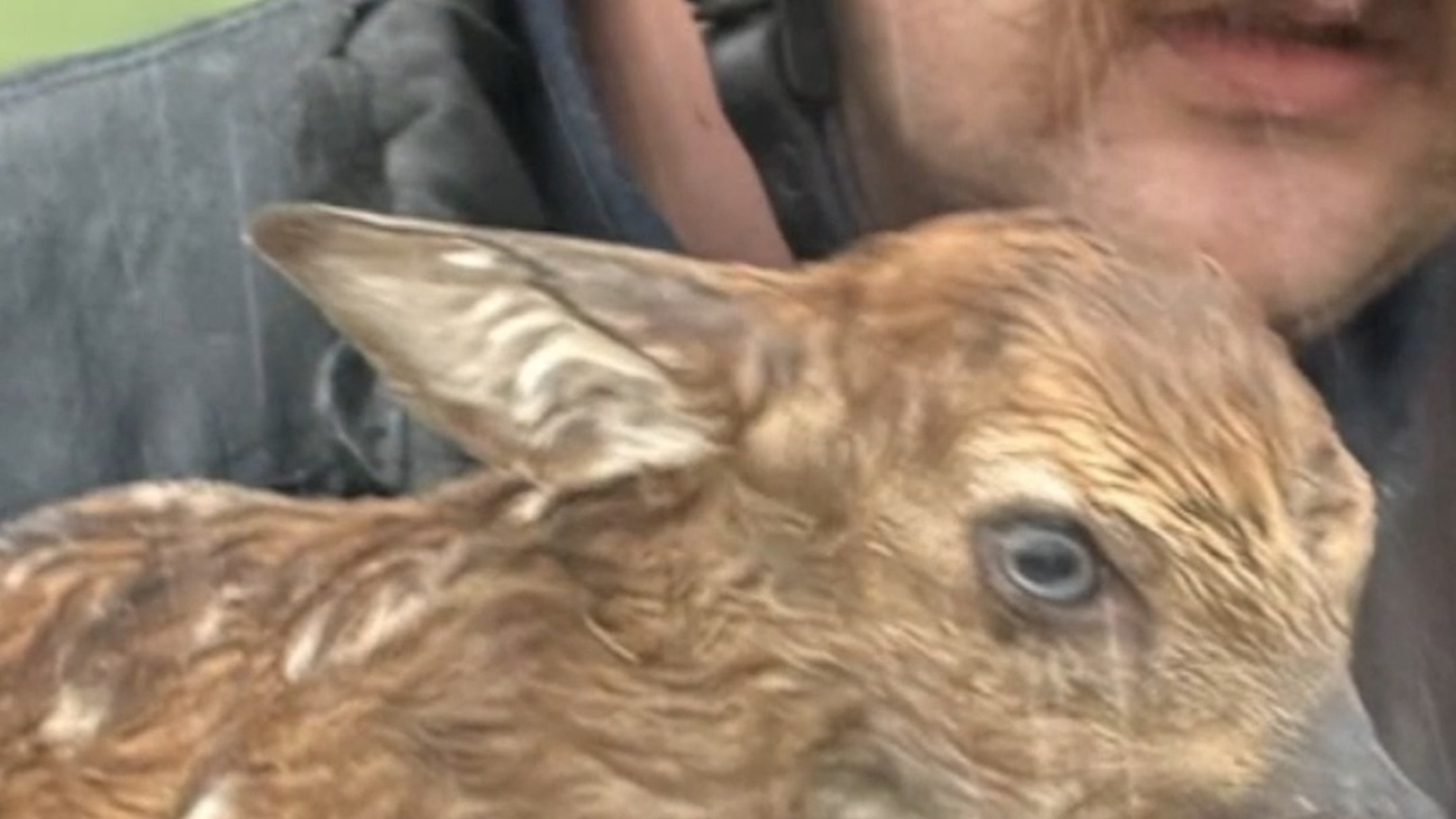 Baby deer rescued from flood waters in Indiana