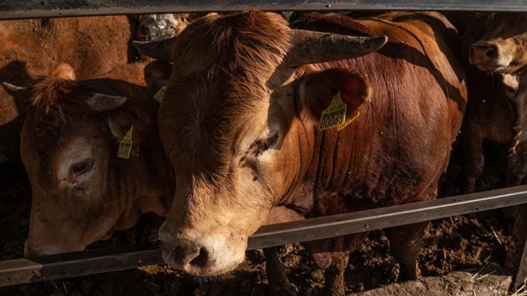 Federal move could remove hundreds of Montana bison from public land ...