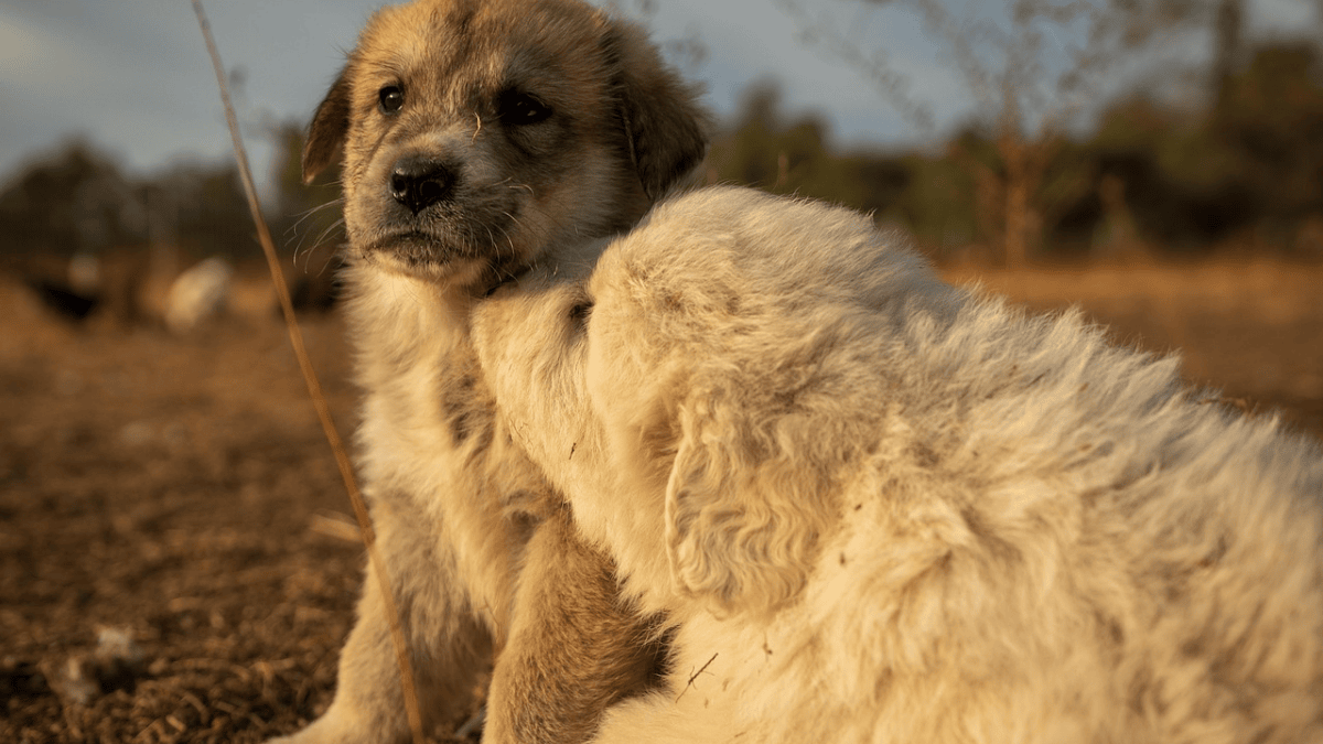 Do you prefer big or small dogs? Here's what your choice says about ...
